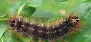 Pullulation de Bombyx 2025 en Corse : fin des défoliations et bilan ...